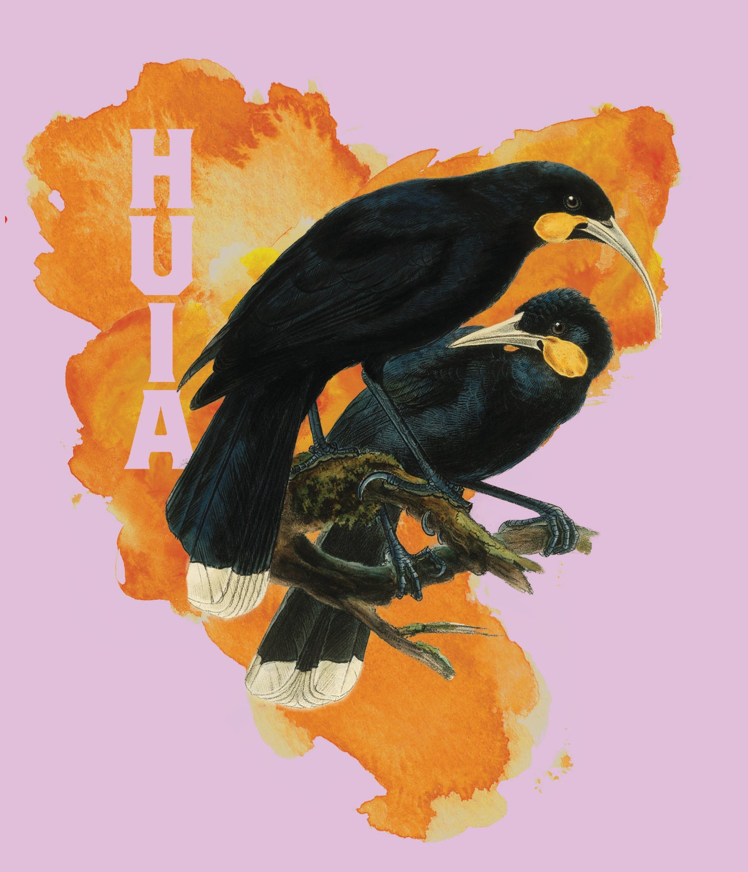 Birds of New Zealand – National Library of New Zealand